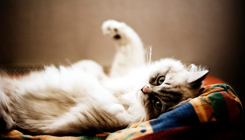 Choose the Right Cat For You | Ultimate WordPress Plugins